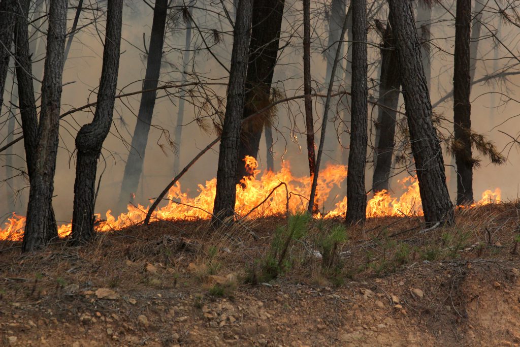 Safer at Home Allows Time for Wildfire Season Preparation for More than ...